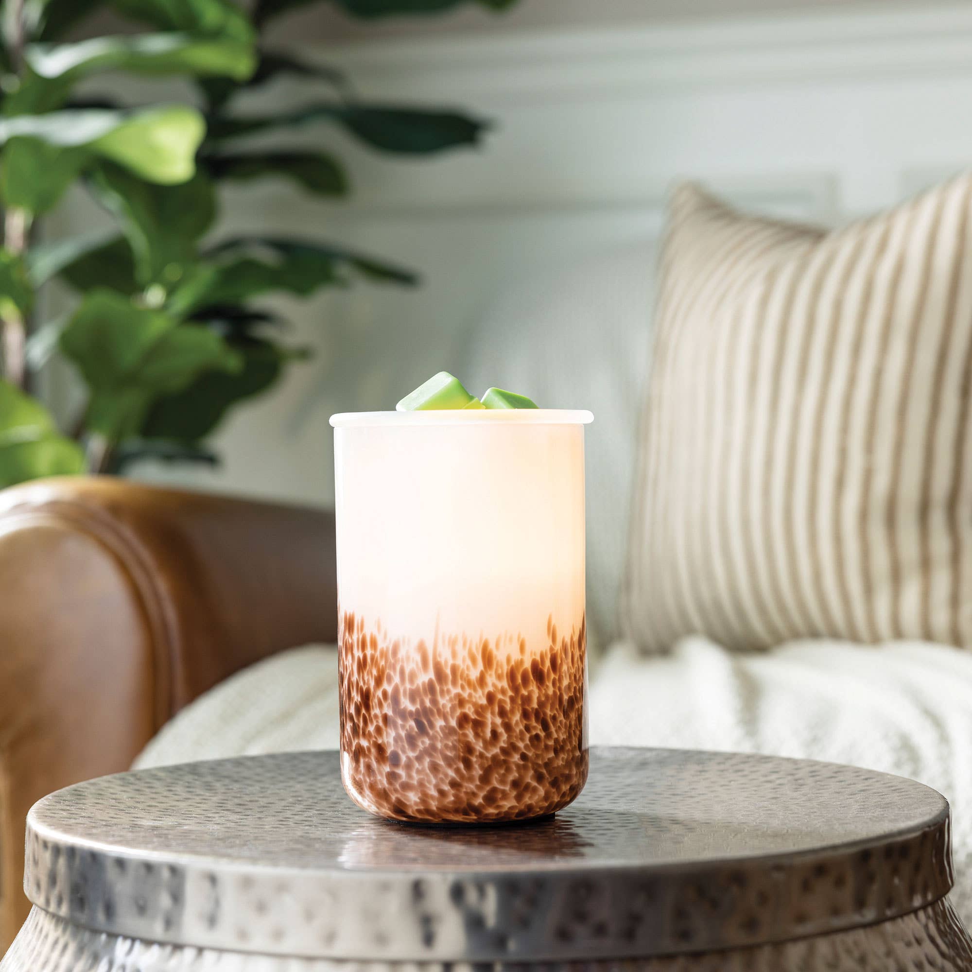 Illumination Warmer | Tiger Shell – The English Garden